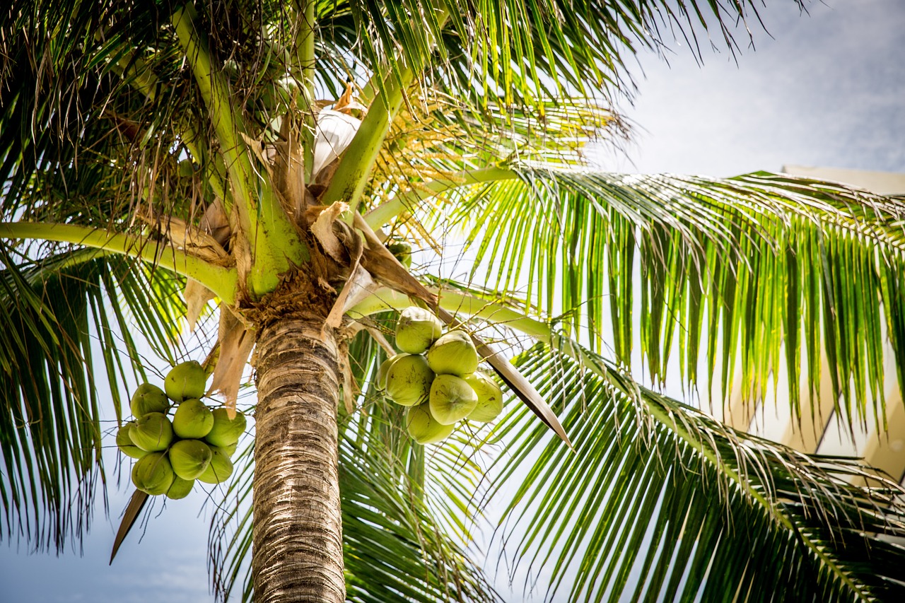 Life of a Coconut Tree: From Sapling to Fruit-Bearing Wonder – Jay hind ...